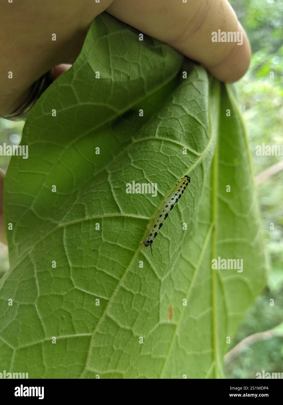 Catalpa Sphinx (Ceratomia catalpae Stock Photo - Alamy