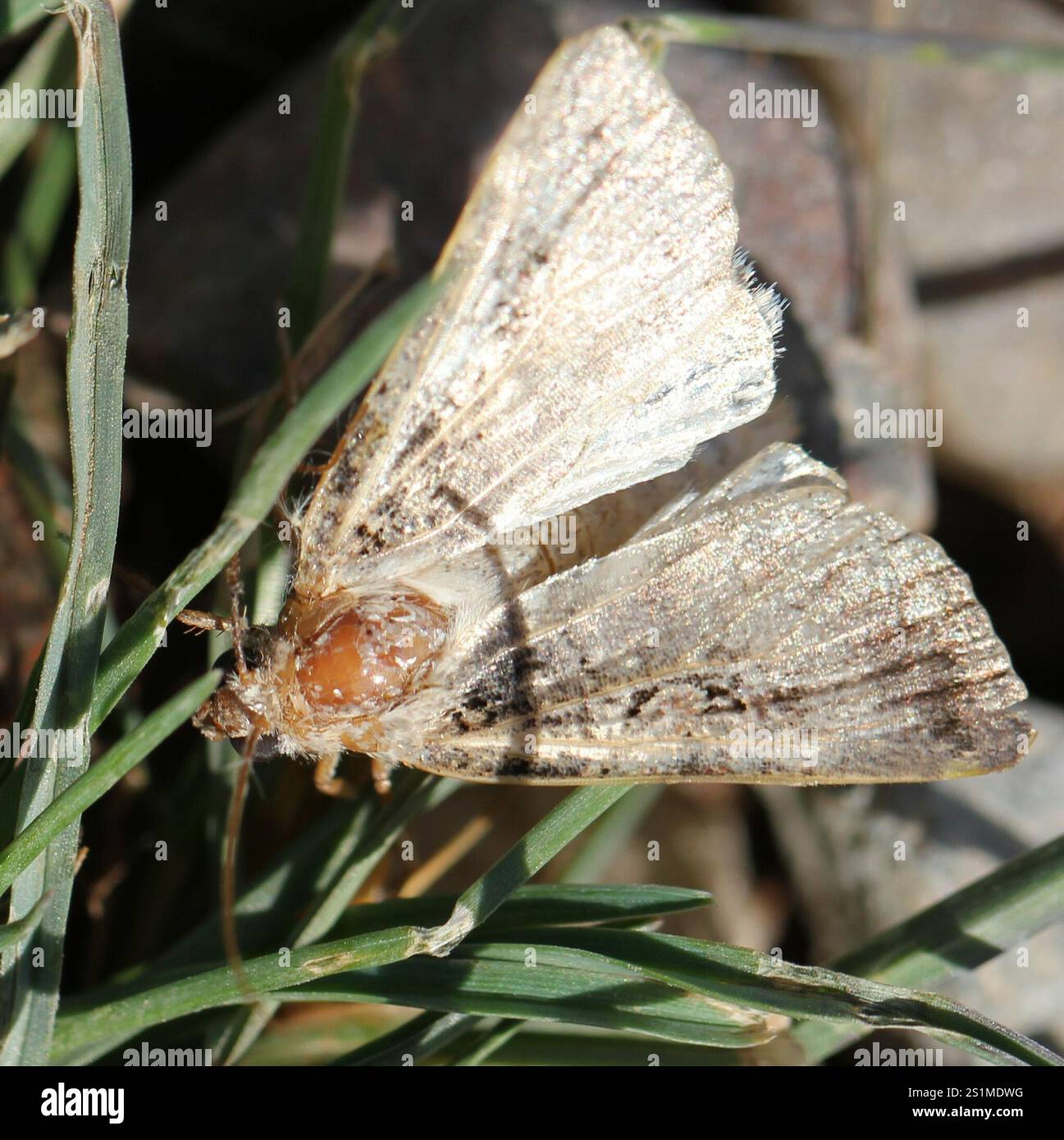 Owlet Moths and Allies (Noctuoidea Stock Photo - Alamy