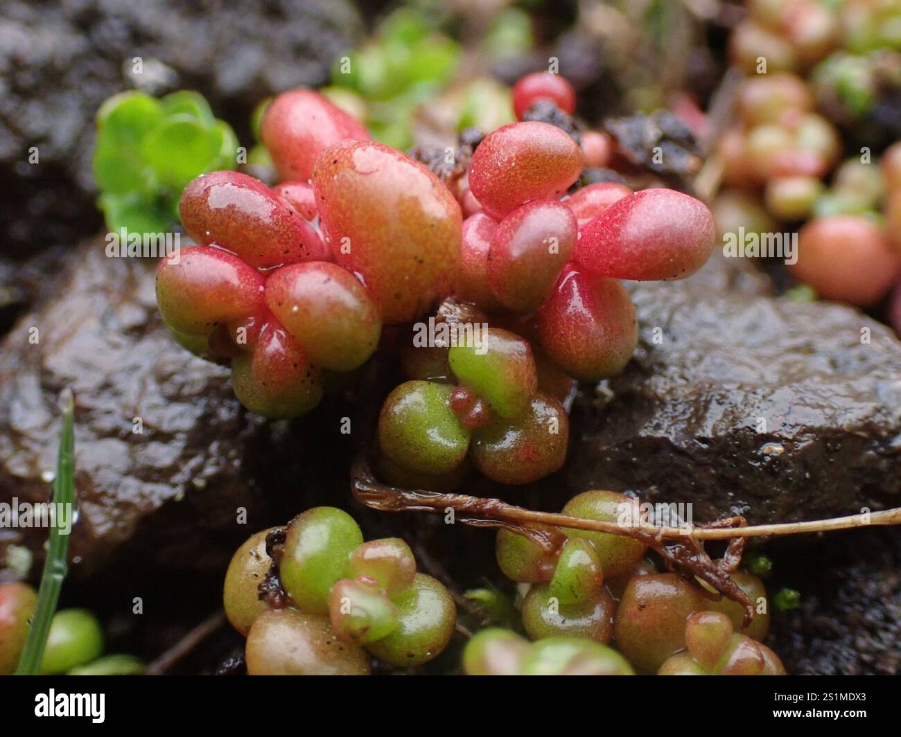 Pacific stonecrop (Sedum divergens Stock Photo - Alamy