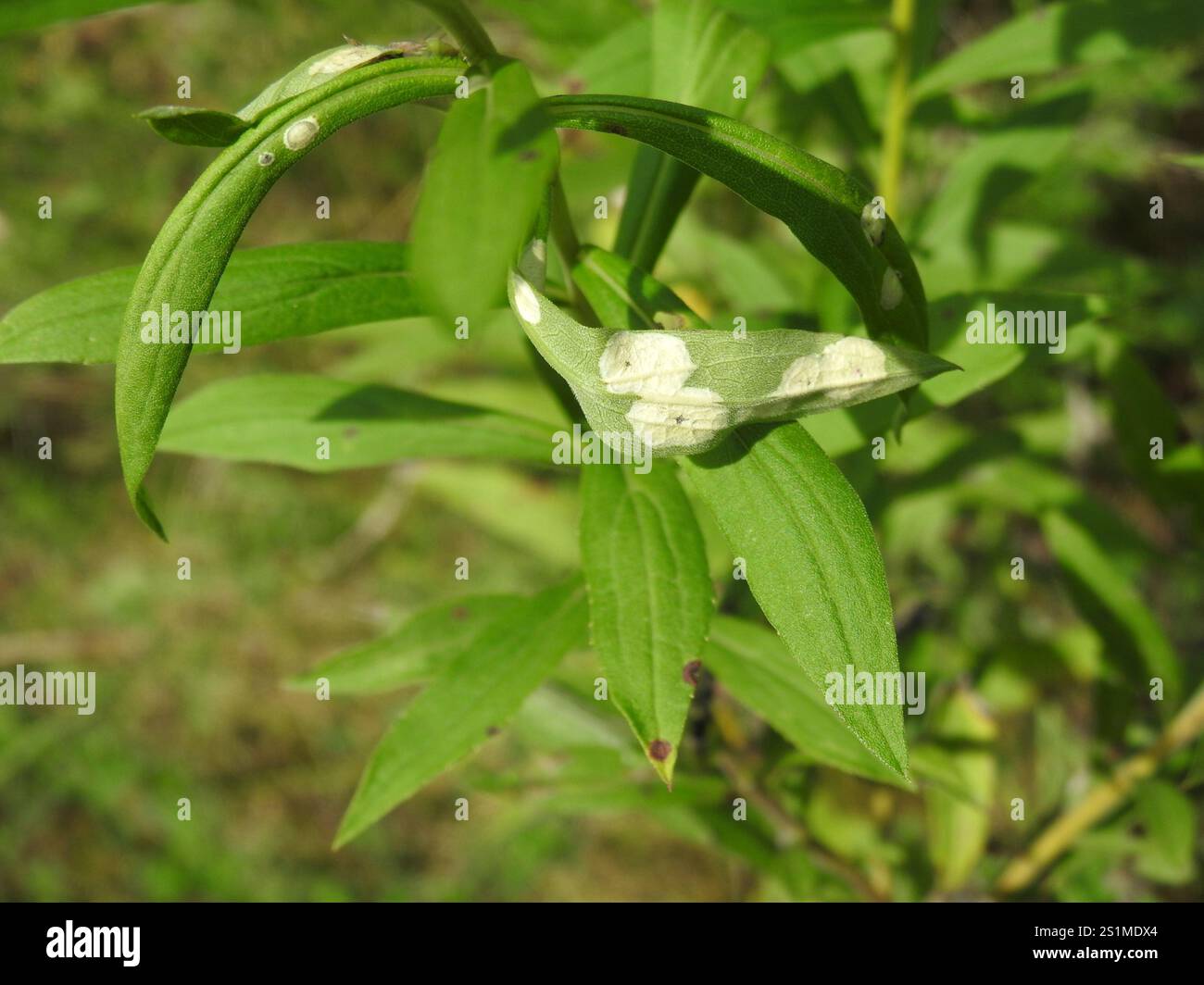 Carbonifera goldenrod gall midge (Asteromyia carbonifera Stock Photo ...