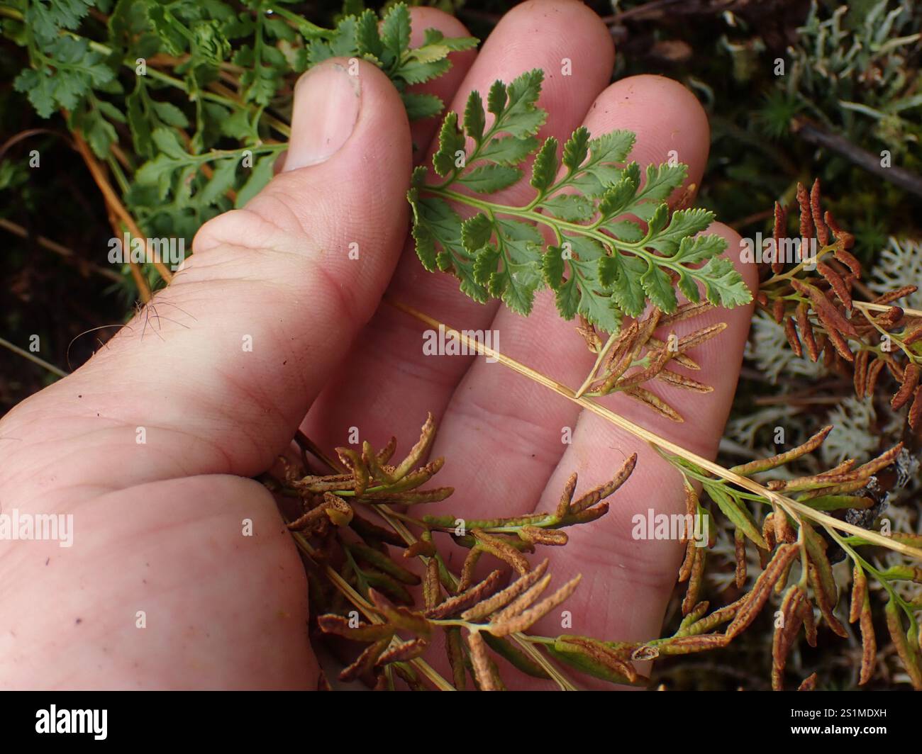 American parsley fern (Cryptogramma acrostichoides Stock Photo - Alamy