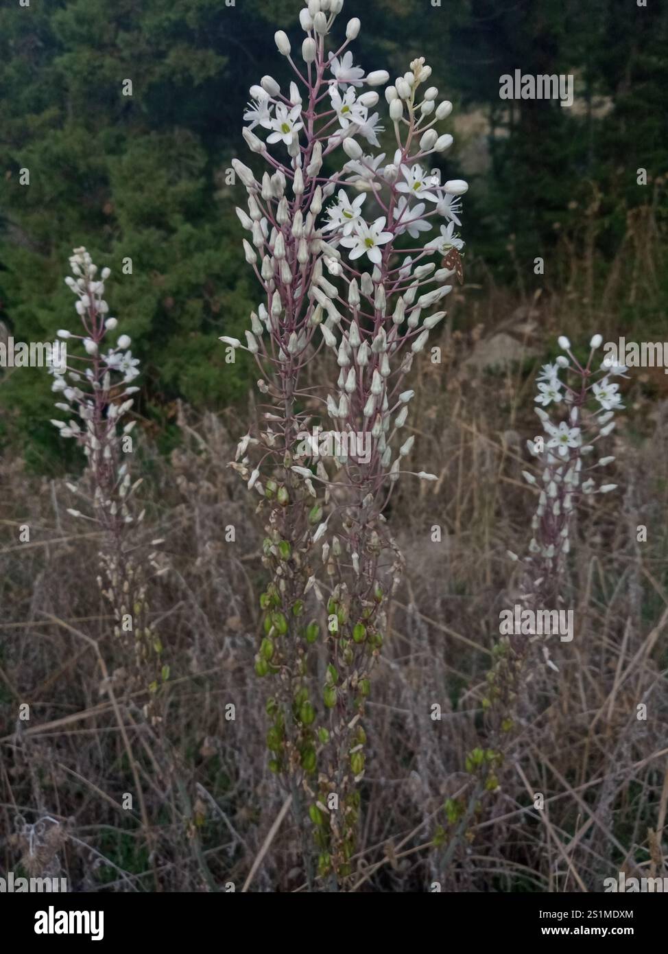Sea Squill Complex (Drimia maritima Stock Photo - Alamy