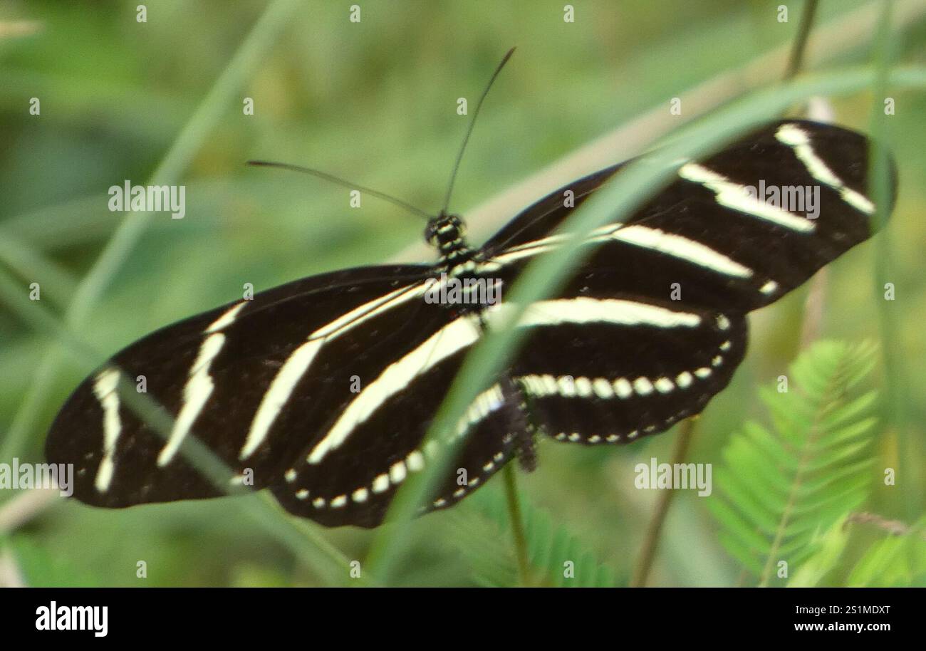 Zebra Longwing (Heliconius charithonia Stock Photo - Alamy