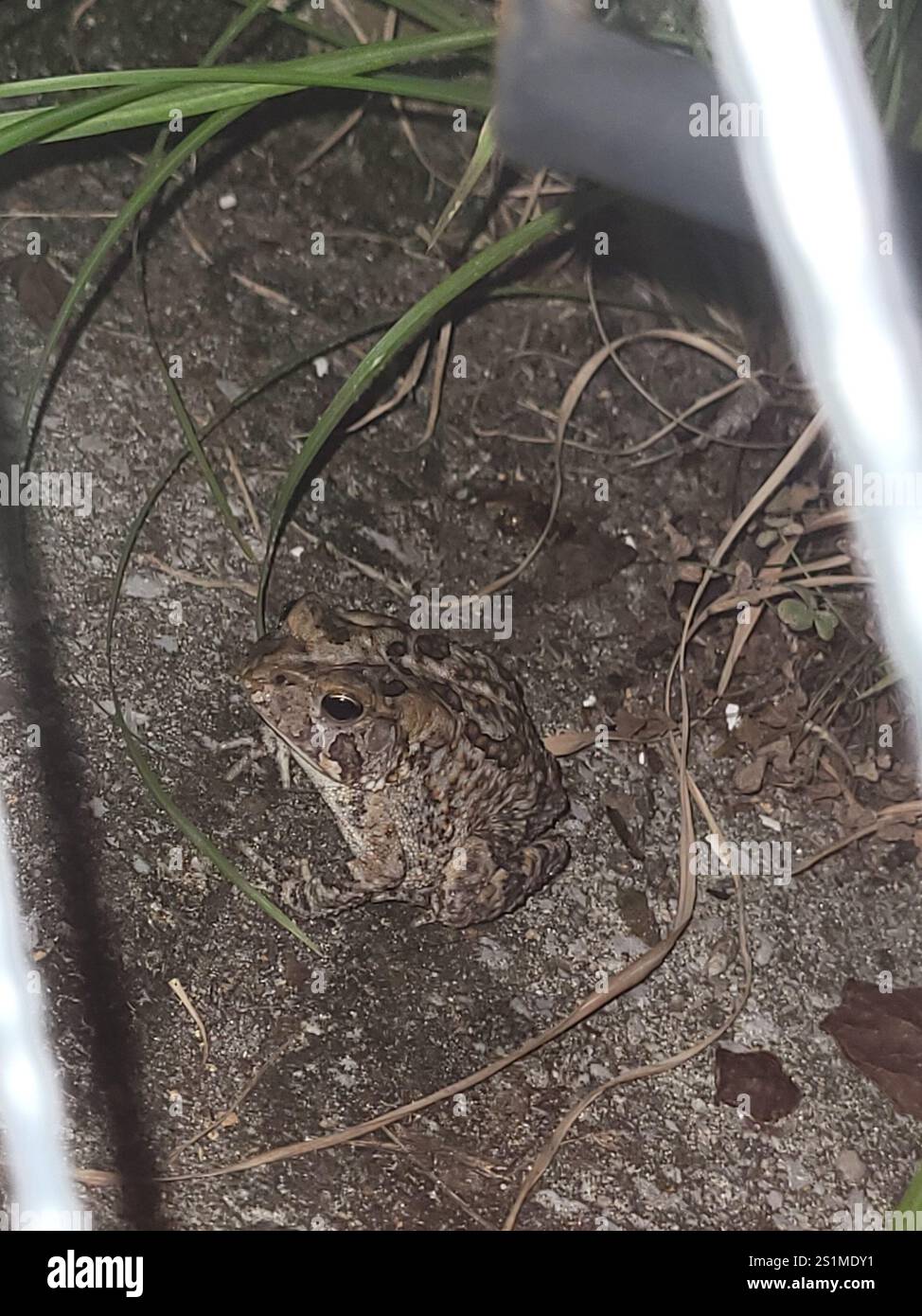 Southern Toad (Anaxyrus terrestris Stock Photo - Alamy