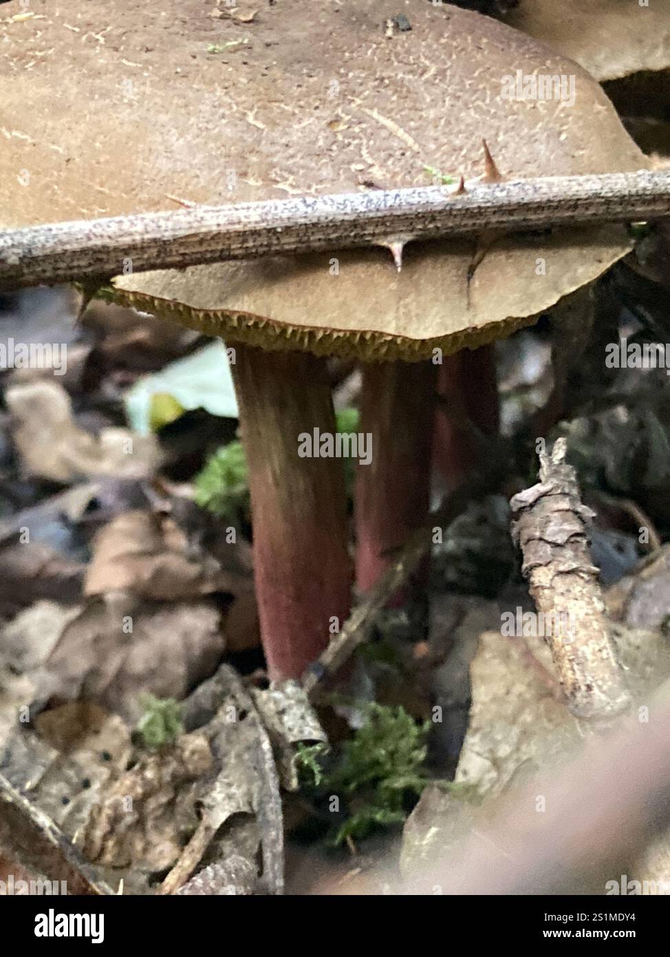 Red-cracking Bolete (Xerocomellus chrysenteron Stock Photo - Alamy