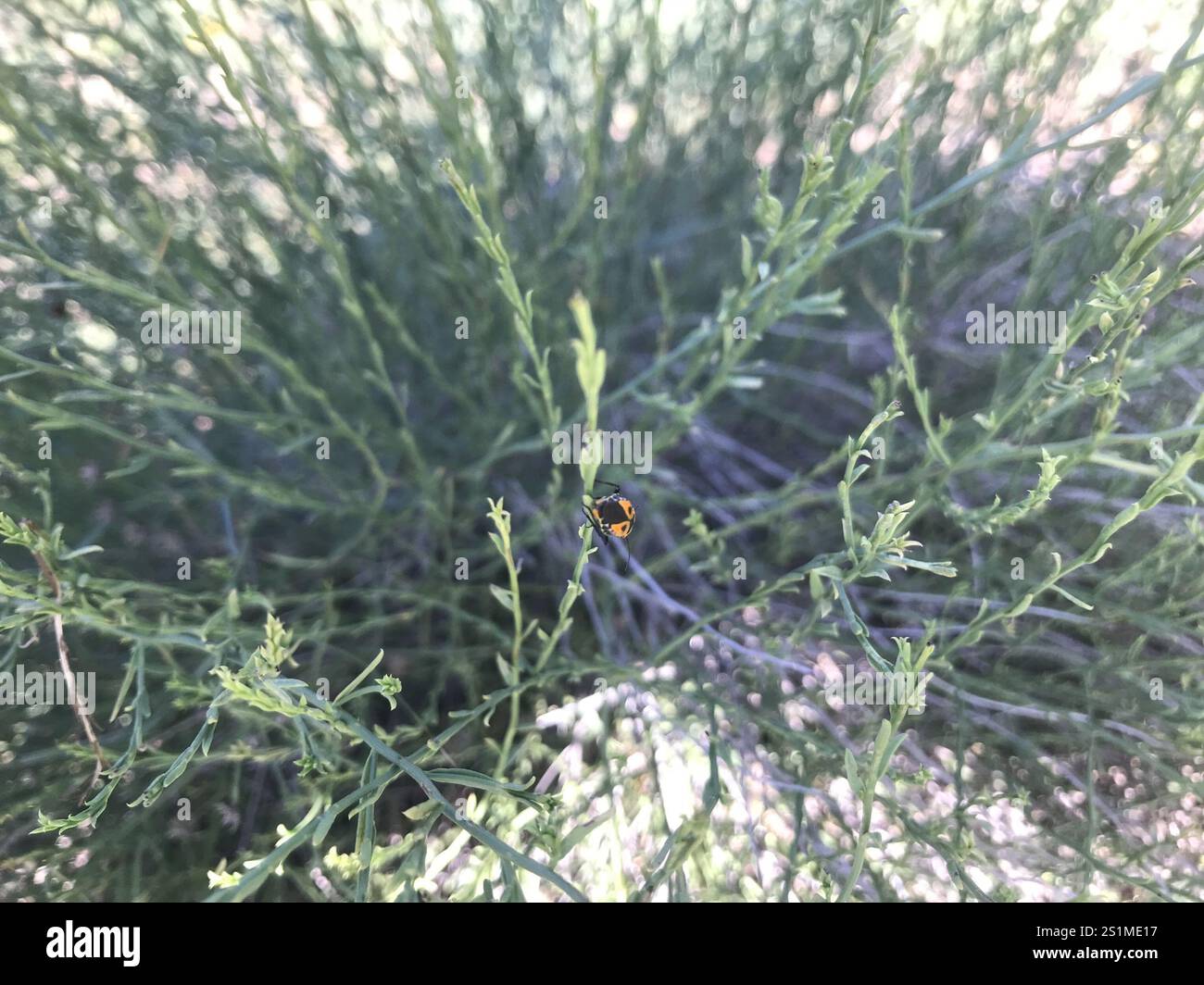 True Bugs (Heteroptera Stock Photo - Alamy
