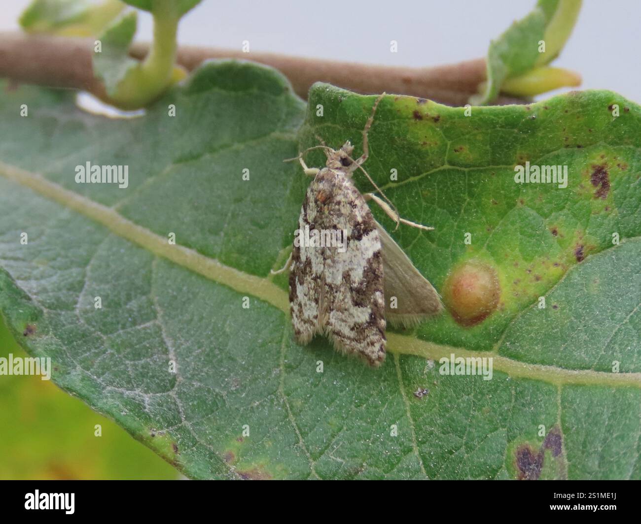 Western Black-headed Budworm (Acleris gloveranus Stock Photo - Alamy