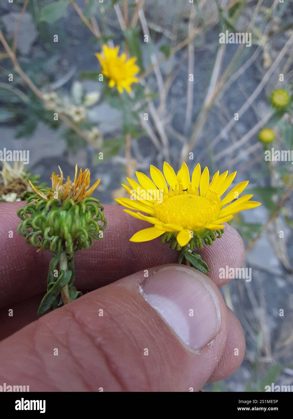 Grindelia squarrosa hi-res stock photography and images - Alamy