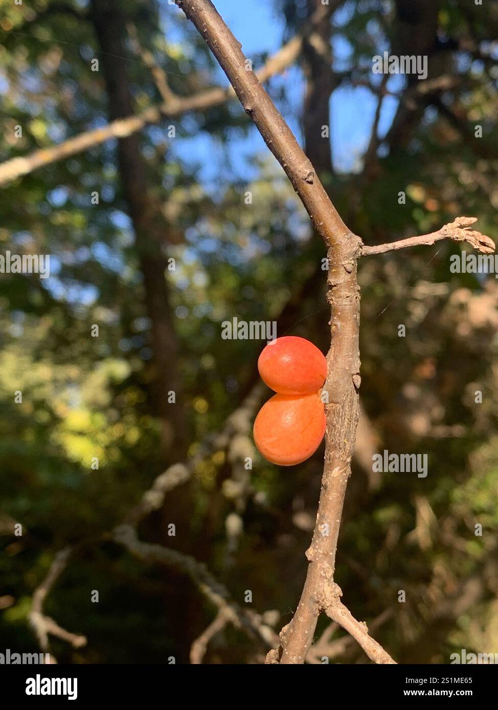 California Gall Wasp (Andricus quercuscalifornicus Stock Photo - Alamy