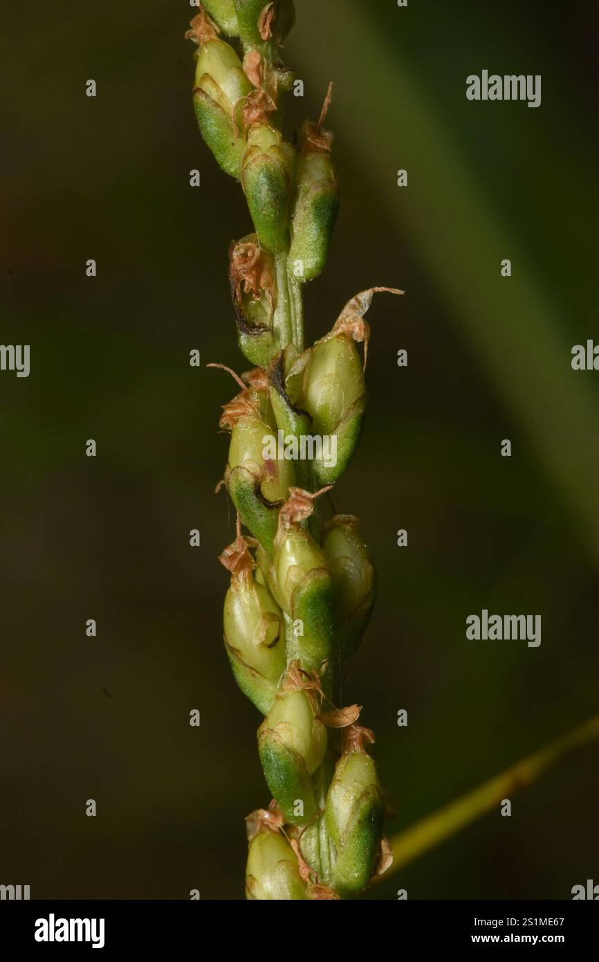 Alaska Plantain (Plantago macrocarpa Stock Photo - Alamy