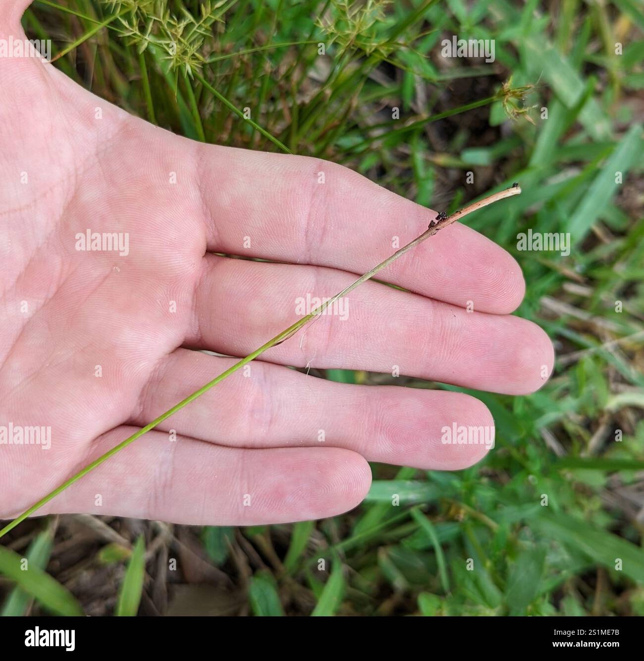 Bunchy flat-sedge (Cyperus polystachyos Stock Photo - Alamy