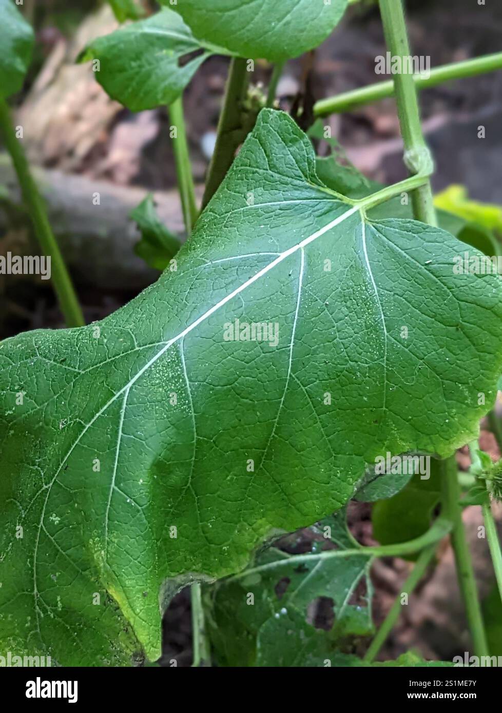 lesser burdock (Arctium minus Stock Photo - Alamy