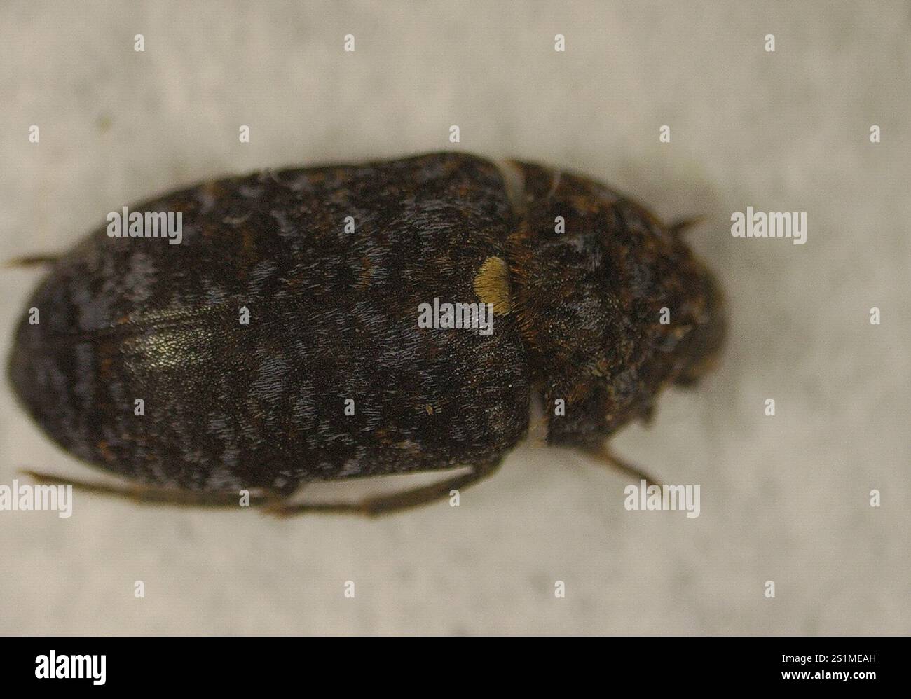 Hide and Tallow Dermestid (Dermestes talpinus Stock Photo - Alamy