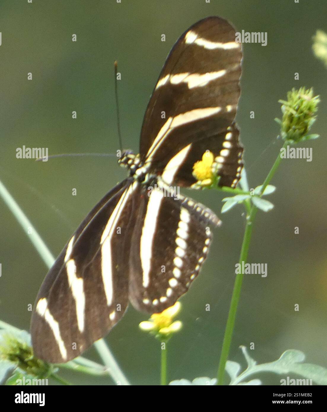 Zebra Longwing (Heliconius charithonia Stock Photo - Alamy