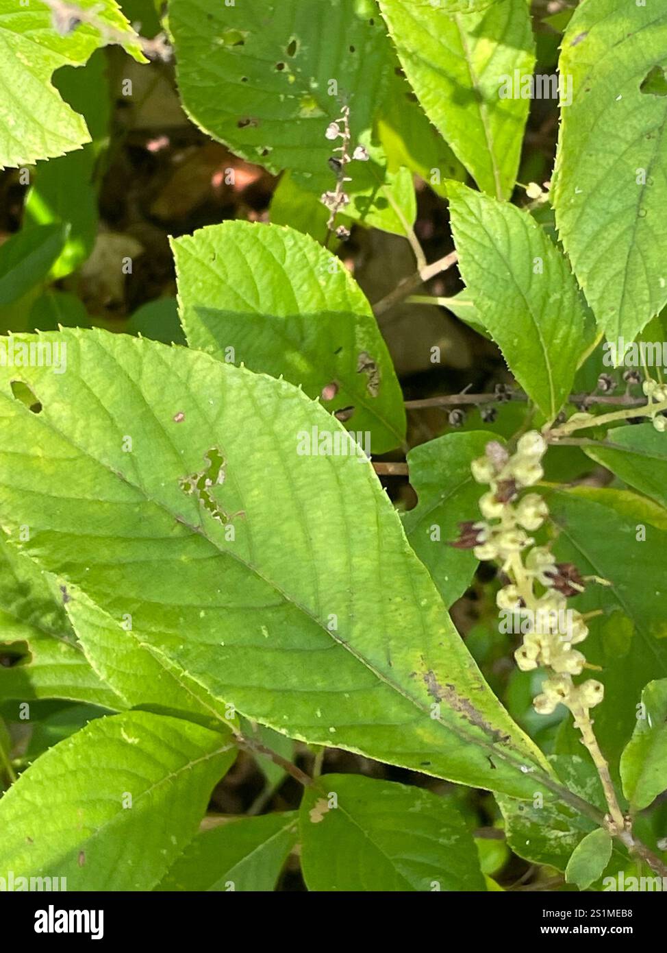 Sweet Pepperbush (Clethra alnifolia Stock Photo - Alamy