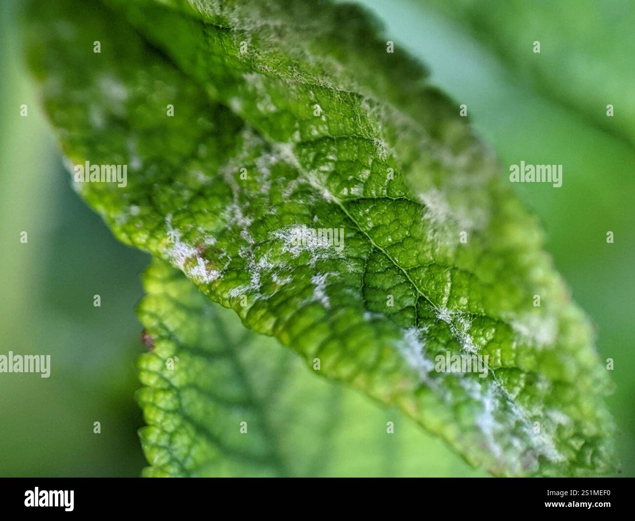 Rose Powdery Mildew (Podosphaera pannosa Stock Photo - Alamy