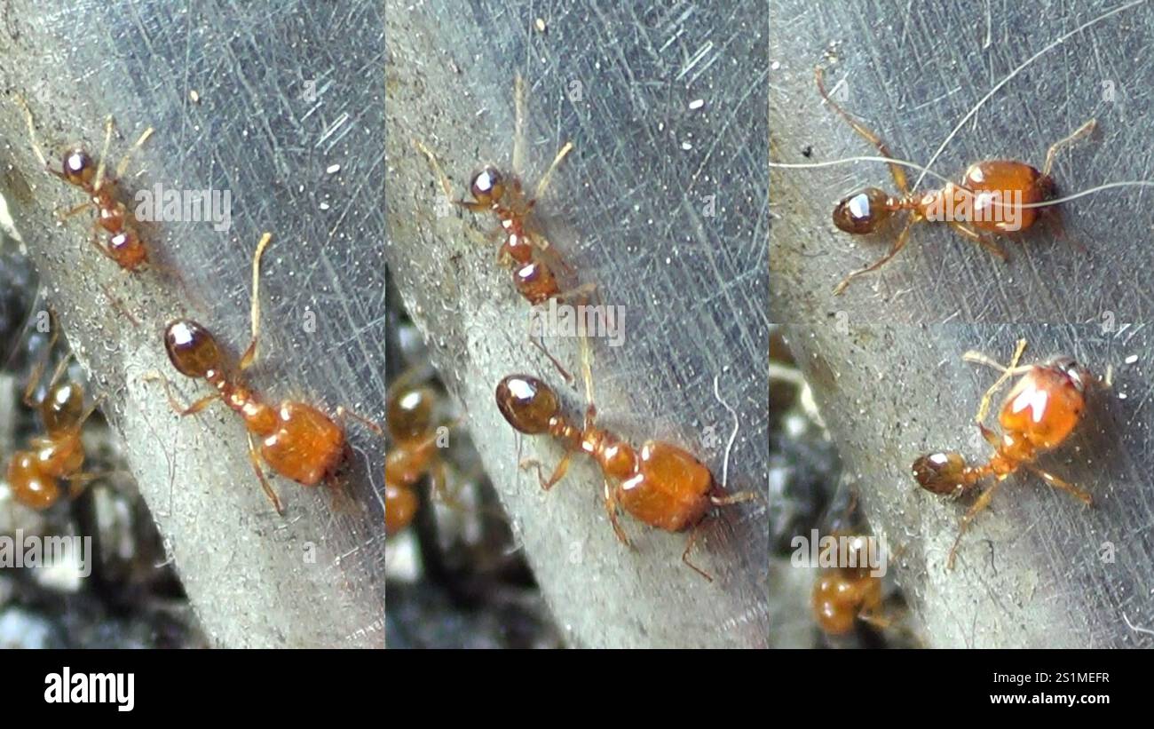Pallid Big-headed Ant (Pheidole pallidula Stock Photo - Alamy