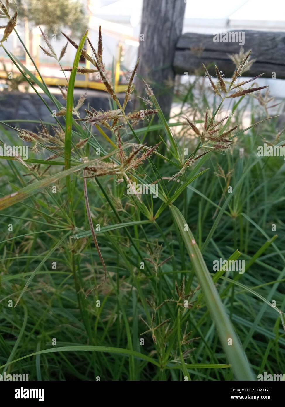 Purple nutsedge (Cyperus rotundus Stock Photo - Alamy