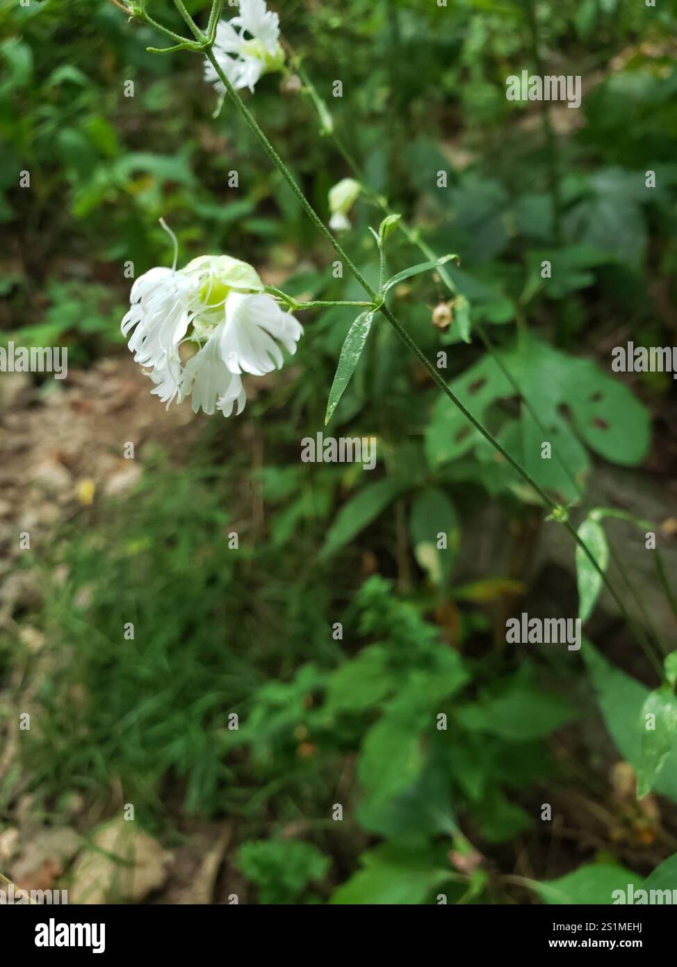 starry campion (Silene stellata Stock Photo - Alamy