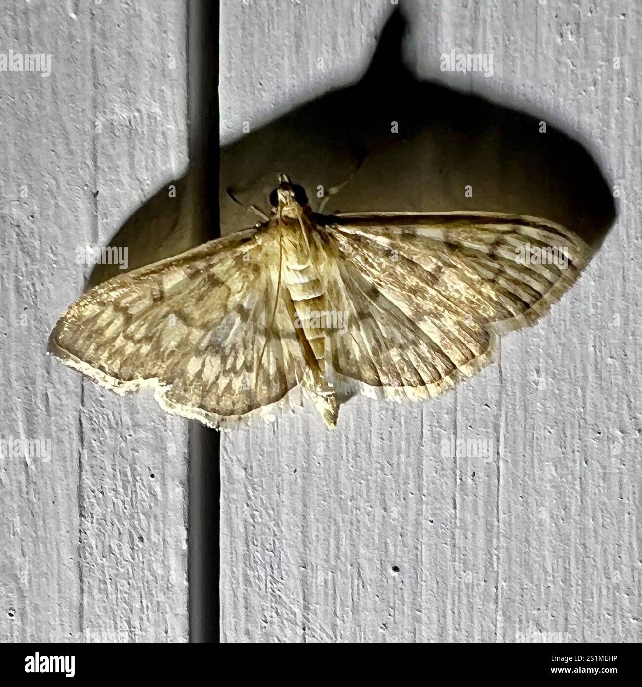 Bold-feathered Grass Moth (Herpetogramma pertextalis Stock Photo - Alamy