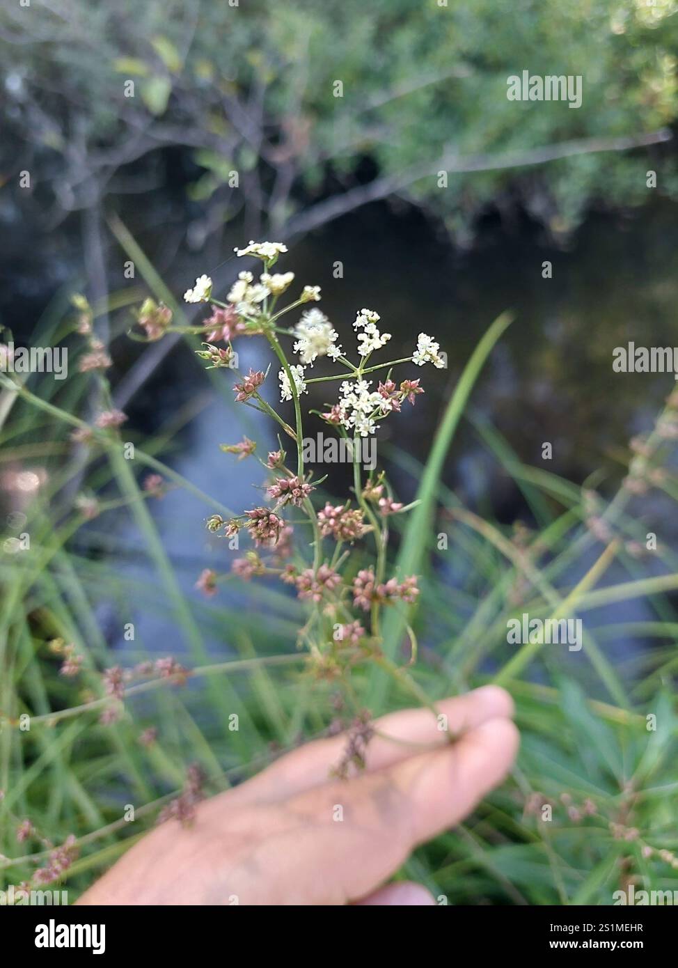 bulblet-bearing water hemlock (Cicuta bulbifera Stock Photo - Alamy