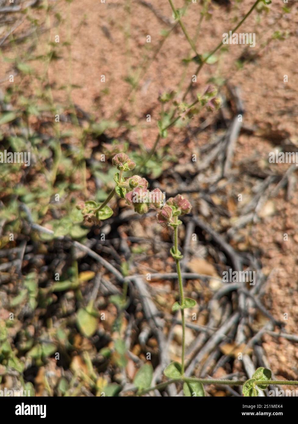 Narrowleaf Four o'Clock (Mirabilis linearis Stock Photo - Alamy