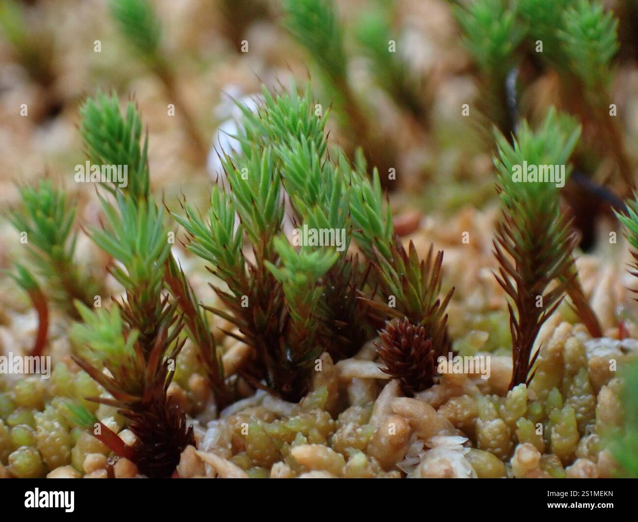 Bog Haircap Moss (Polytrichum strictum Stock Photo - Alamy