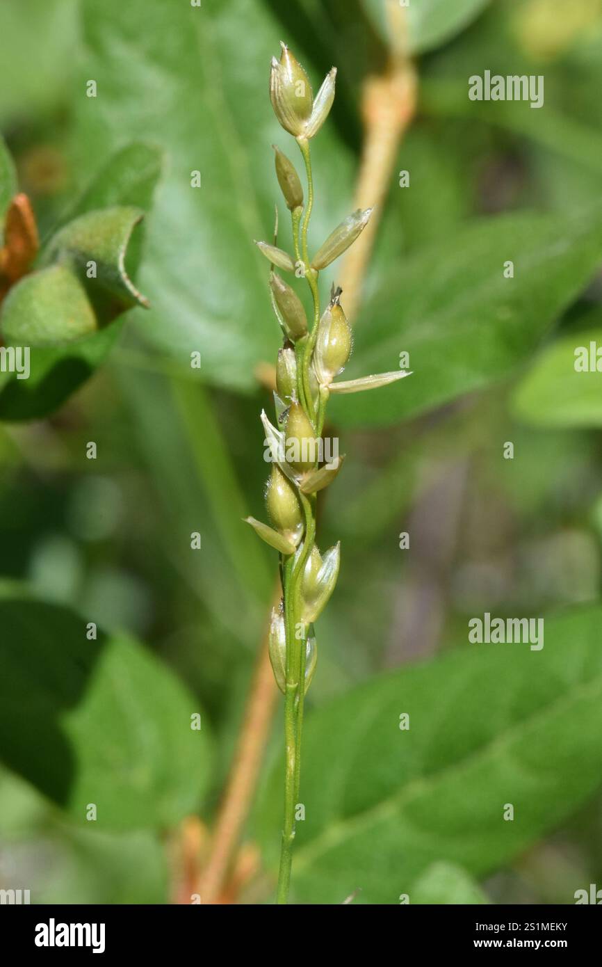 White-grained Mountain-ricegrass (Oryzopsis asperifolia Stock Photo - Alamy