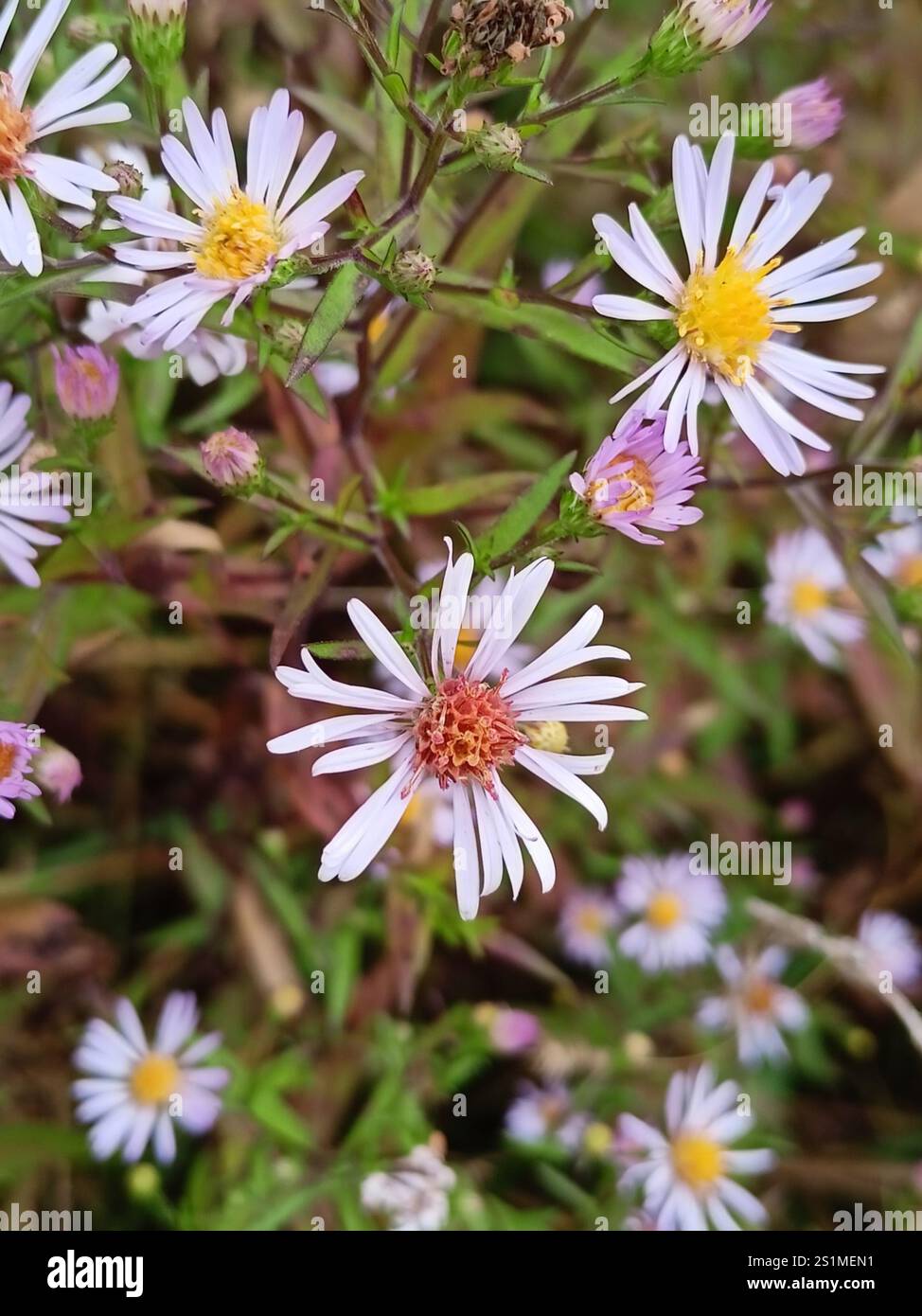 New York aster (Symphyotrichum novi-belgii Stock Photo - Alamy