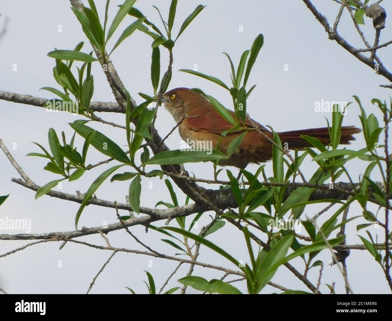 Greater Thornbird (Phacellodomus ruber Stock Photo - Alamy