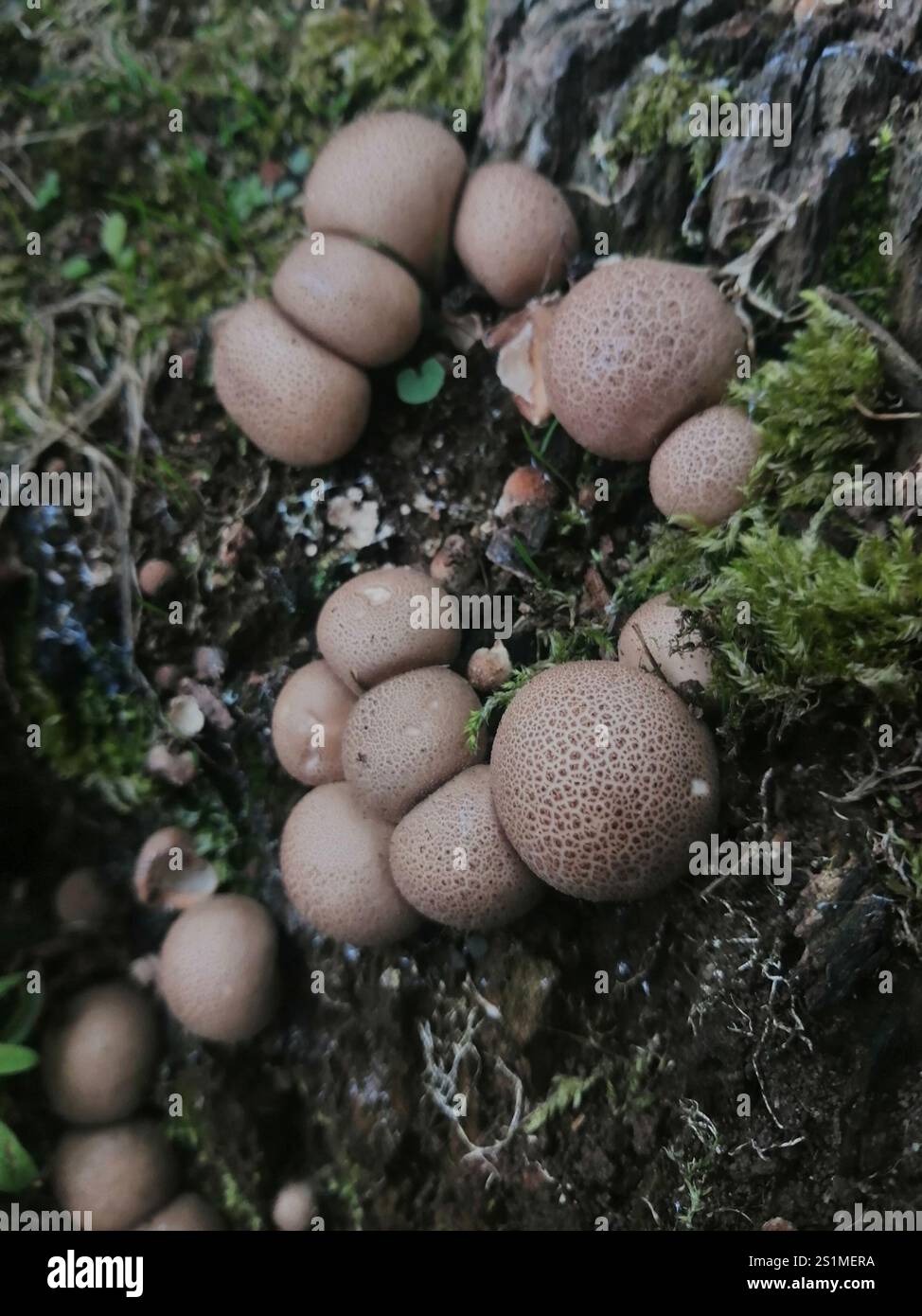 Pear-shaped Puffball (Apioperdon pyriforme Stock Photo - Alamy