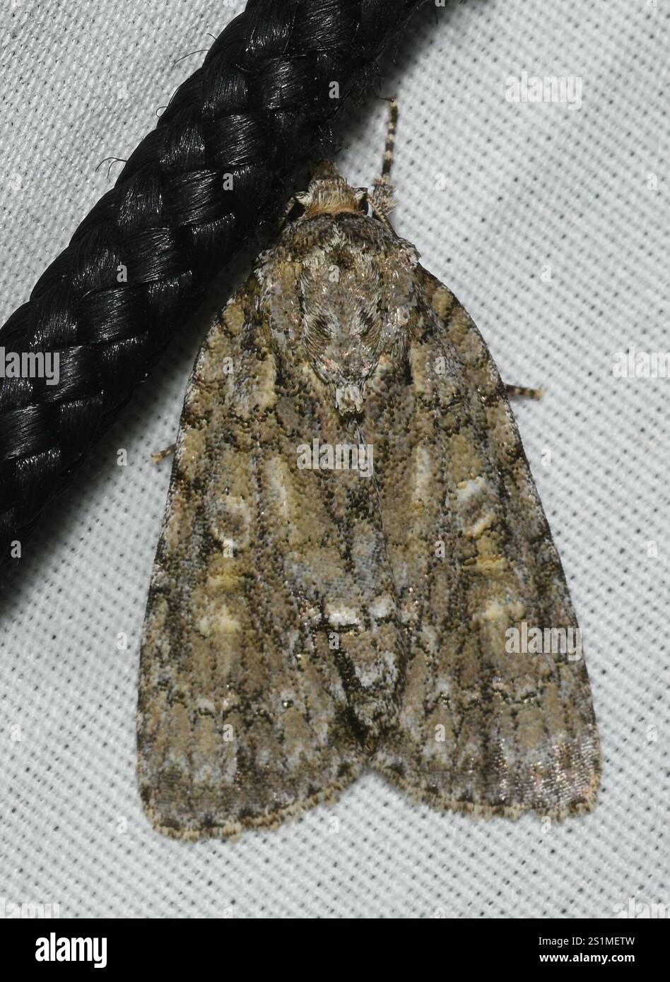 Dagger Moths (Acronicta Stock Photo - Alamy
