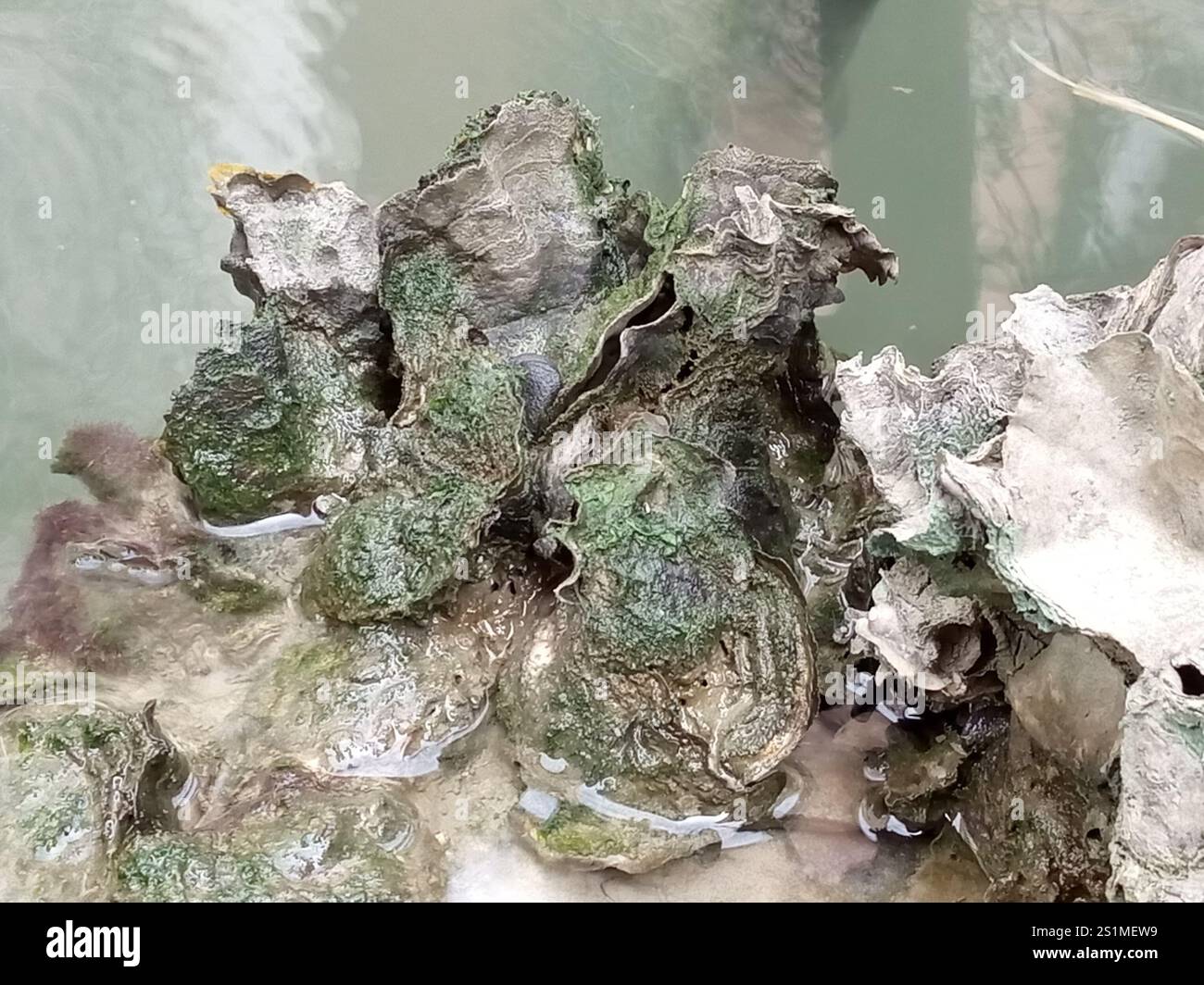 Pacific Oyster (Magallana gigas Stock Photo - Alamy