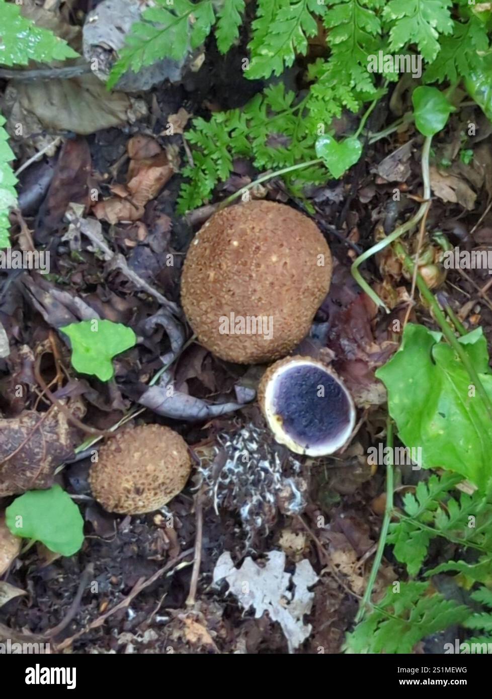 common earthball (Scleroderma citrinum Stock Photo - Alamy