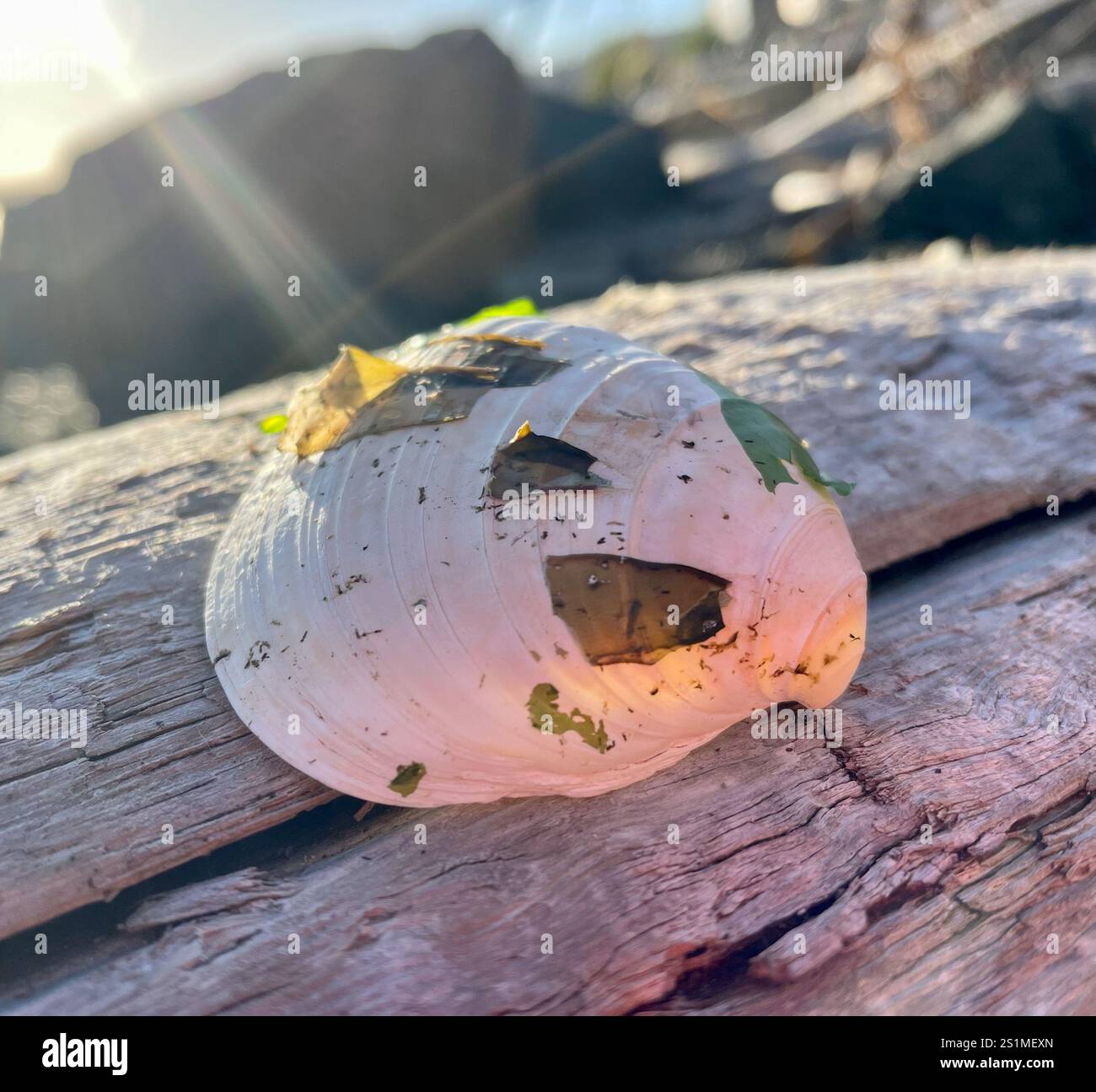 Butter Clam (Saxidomus gigantea Stock Photo - Alamy