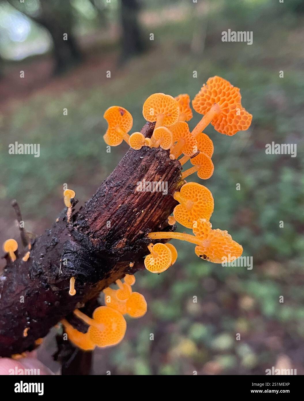 orange pore fungus (Favolaschia claudopus Stock Photo - Alamy