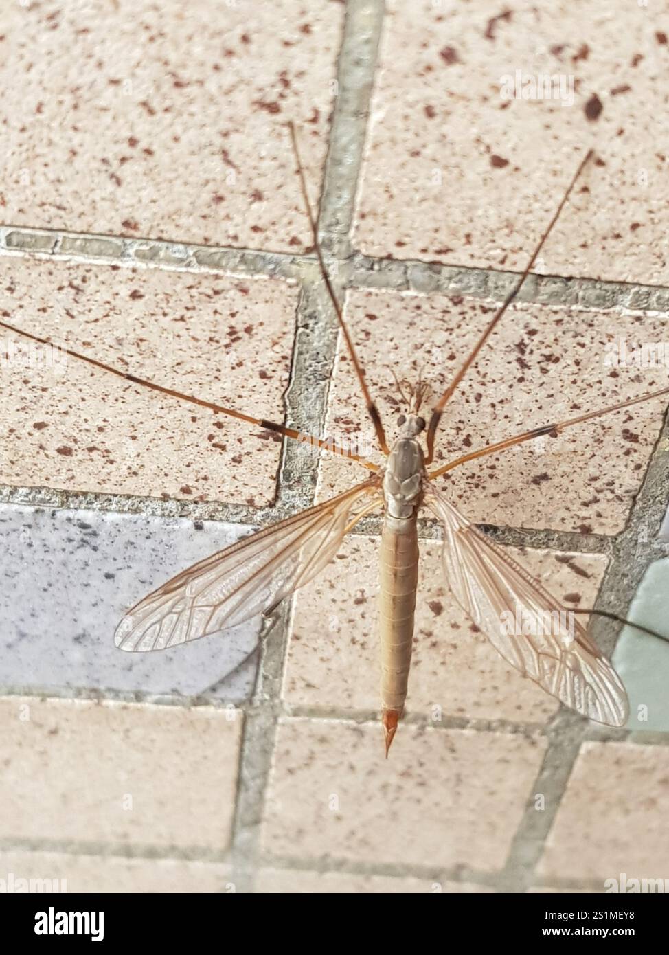 European Crane Fly (Tipula paludosa Stock Photo - Alamy