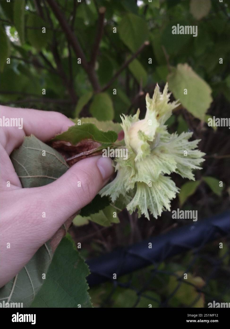 American hazelnut (Corylus americana Stock Photo - Alamy