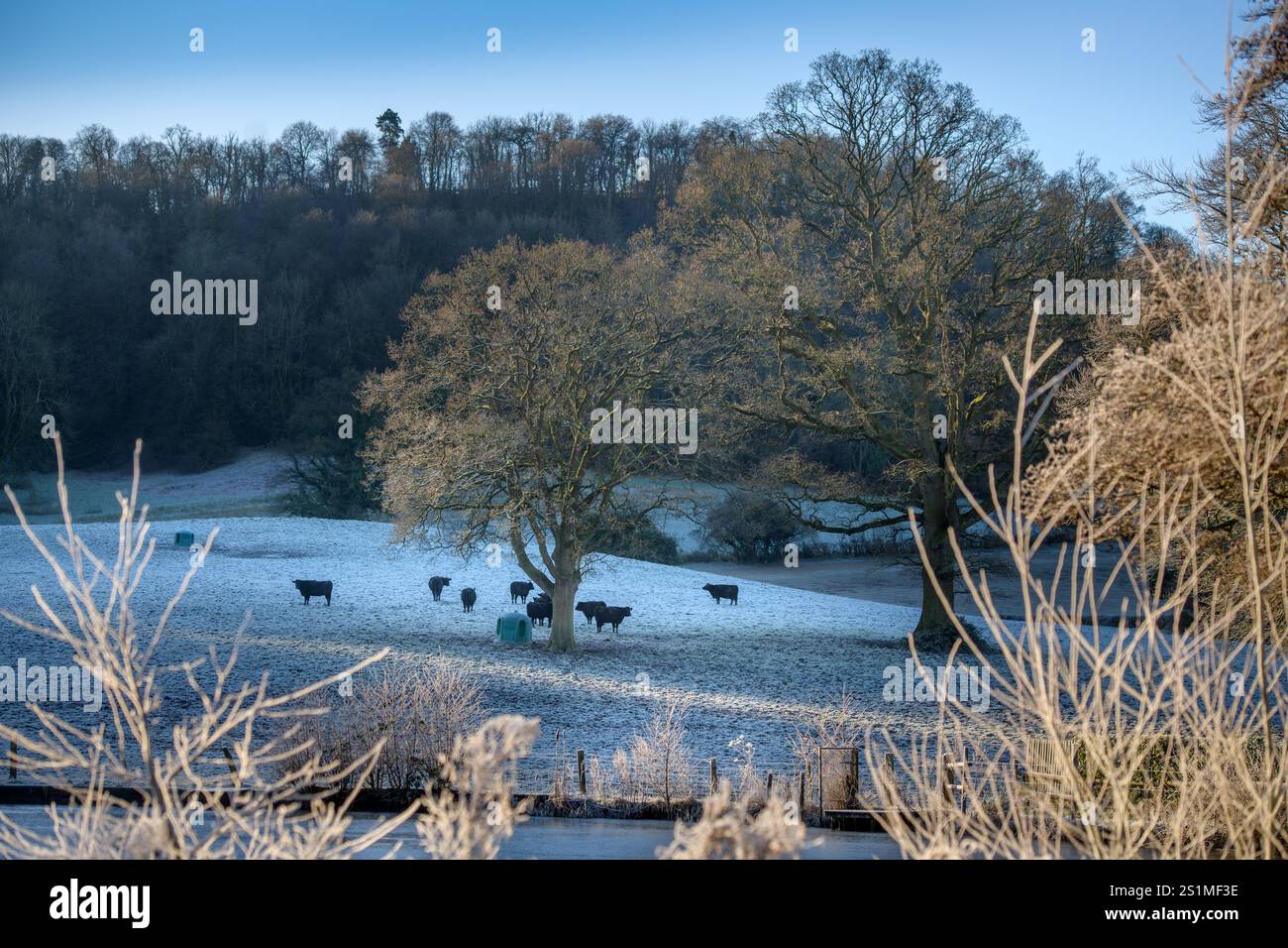 Cattle in the frost near Uley, Gloucestershire today Stock Photo - Alamy