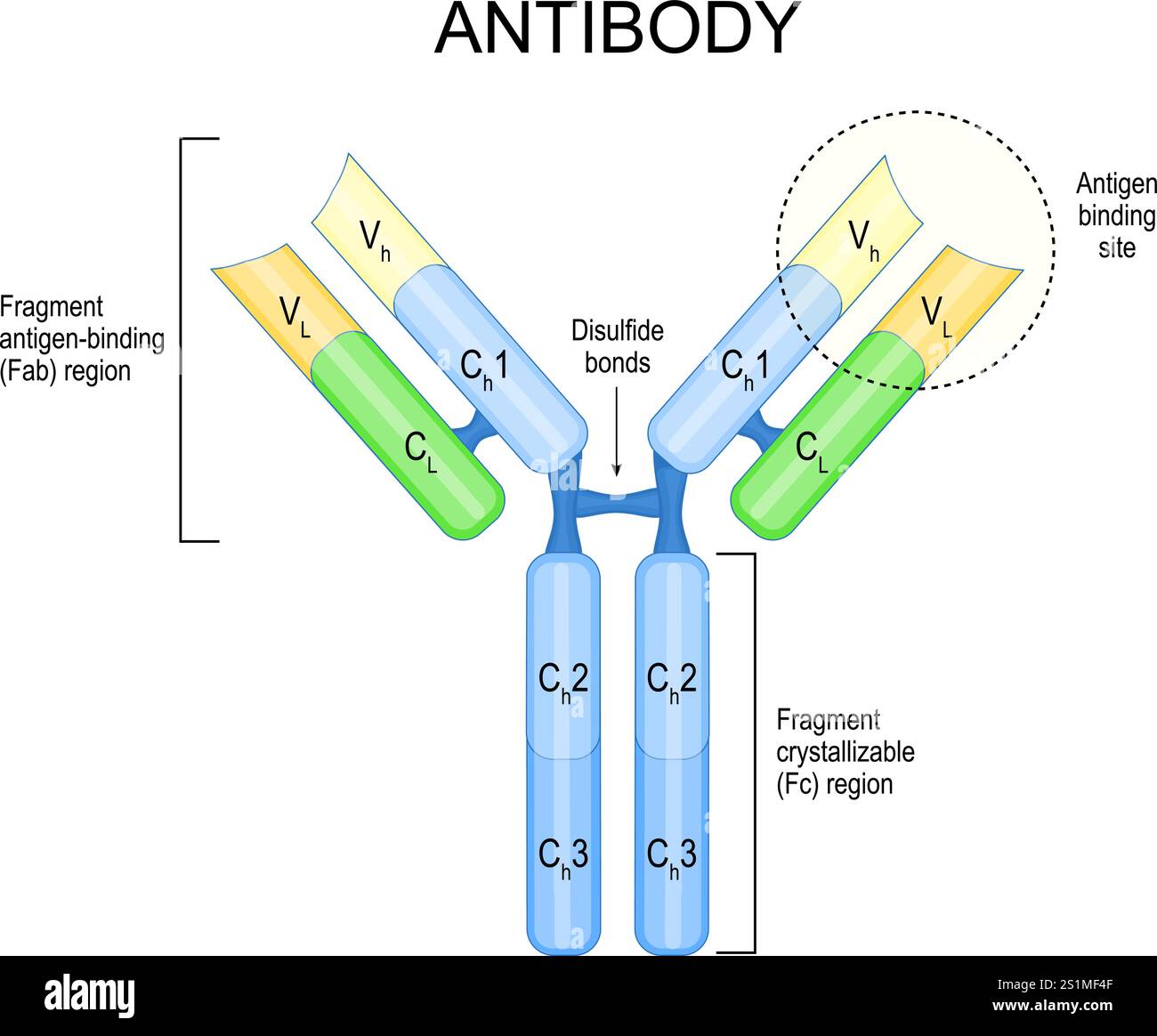 Antibody anatomy. Immunoglobulin Structure. Adaptive immune response. Vector poster ...