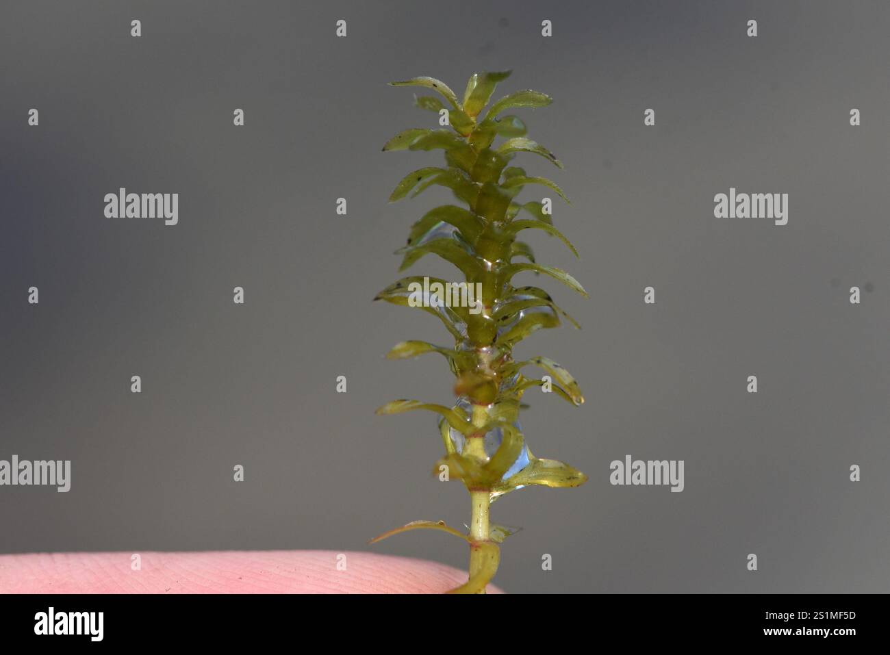 Canadian Waterweed (Elodea canadensis Stock Photo - Alamy