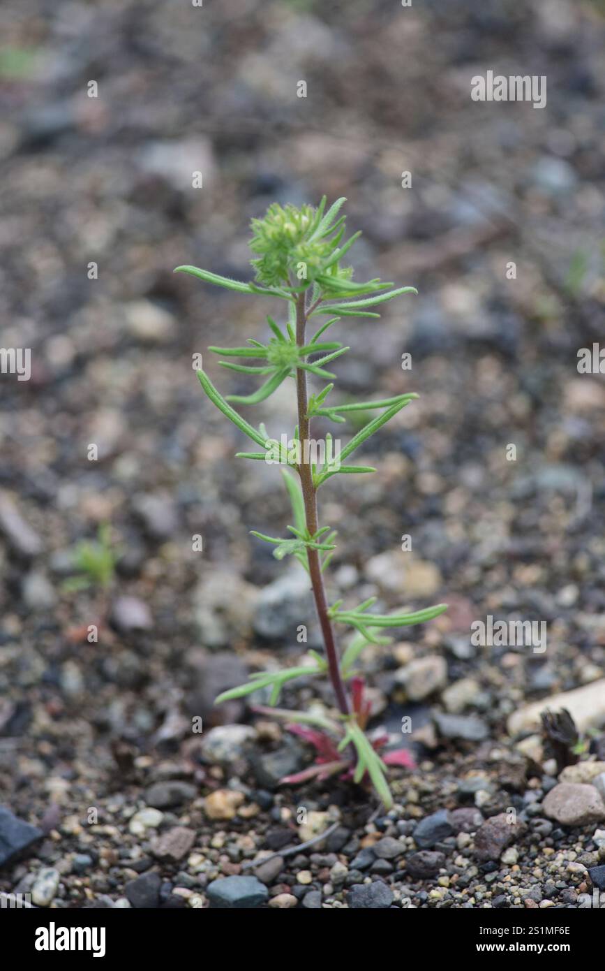 Linearleaf Phacelia (Phacelia linearis Stock Photo - Alamy