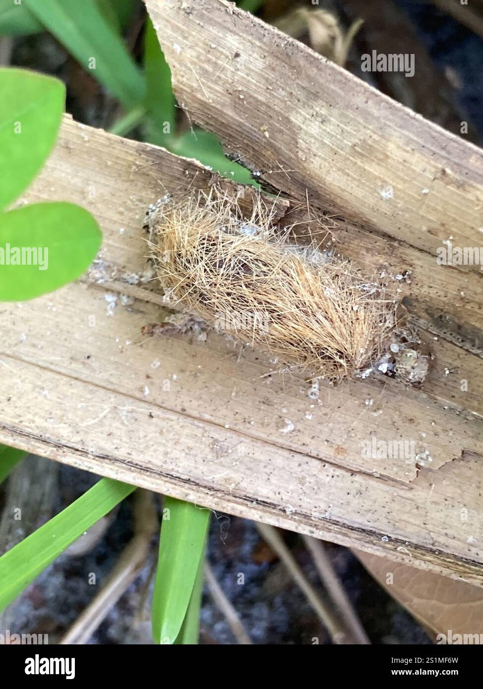 Edwards' Wasp Moth (Lymire edwardsii Stock Photo - Alamy