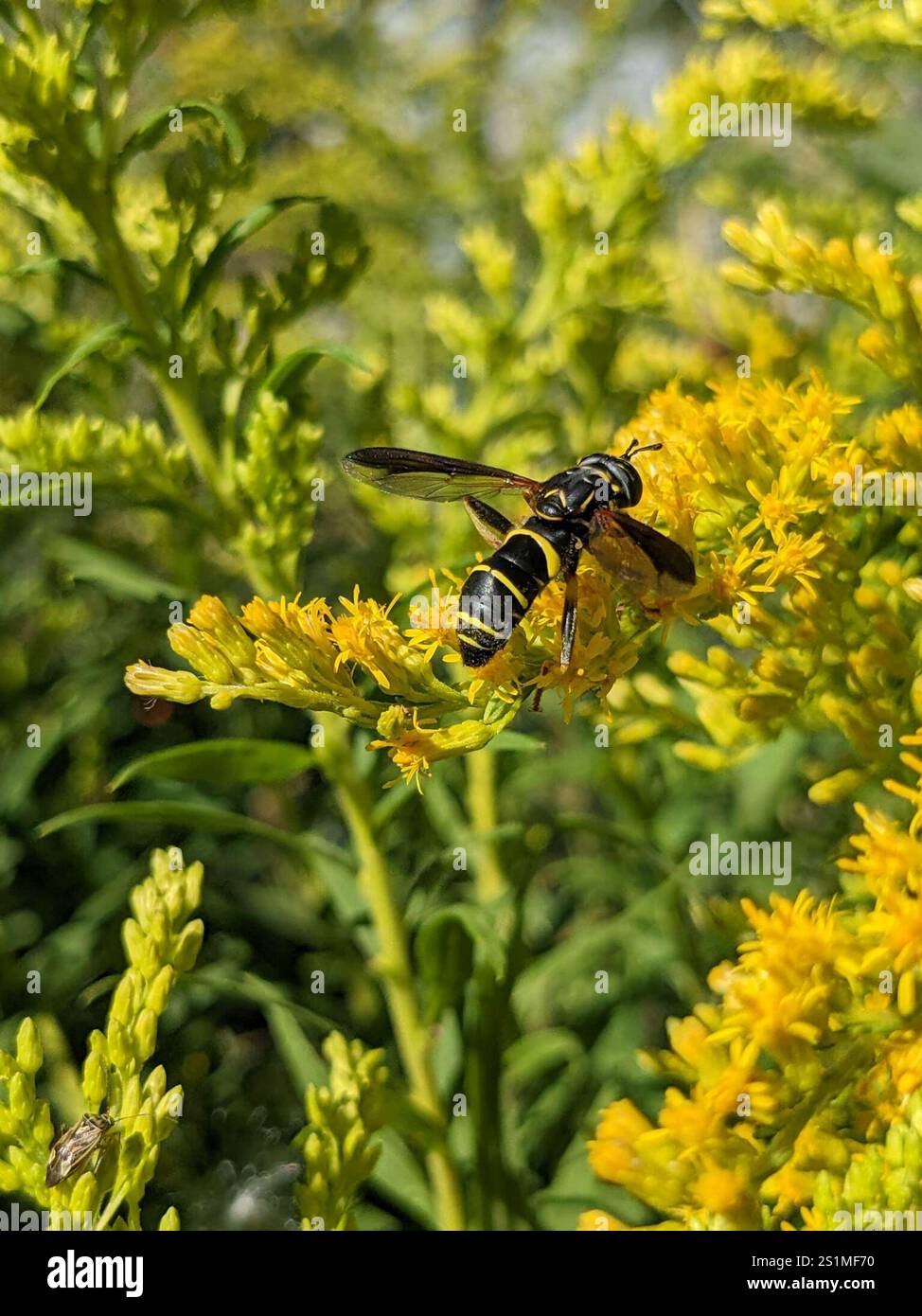 Four-lined Hornet Fly (Spilomyia sayi Stock Photo - Alamy