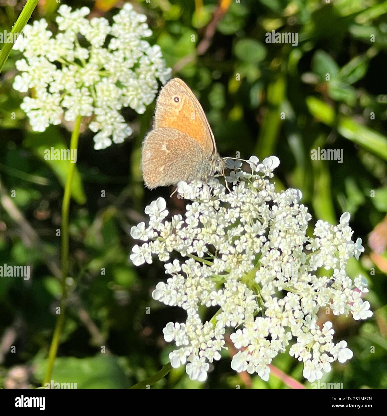 Common Ringlet (Coenonympha california Stock Photo - Alamy