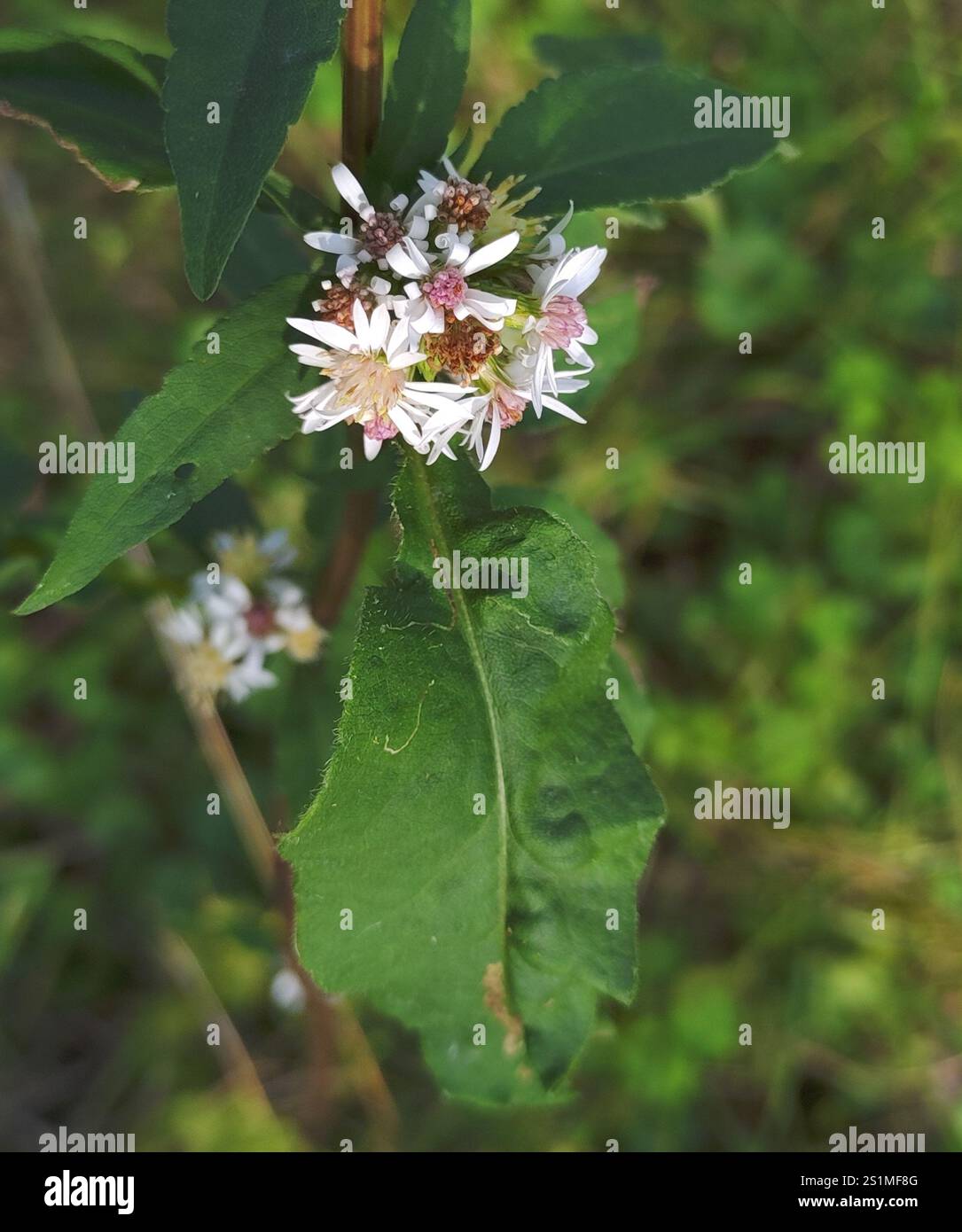 Arrow-leaved Aster (Symphyotrichum urophyllum Stock Photo - Alamy