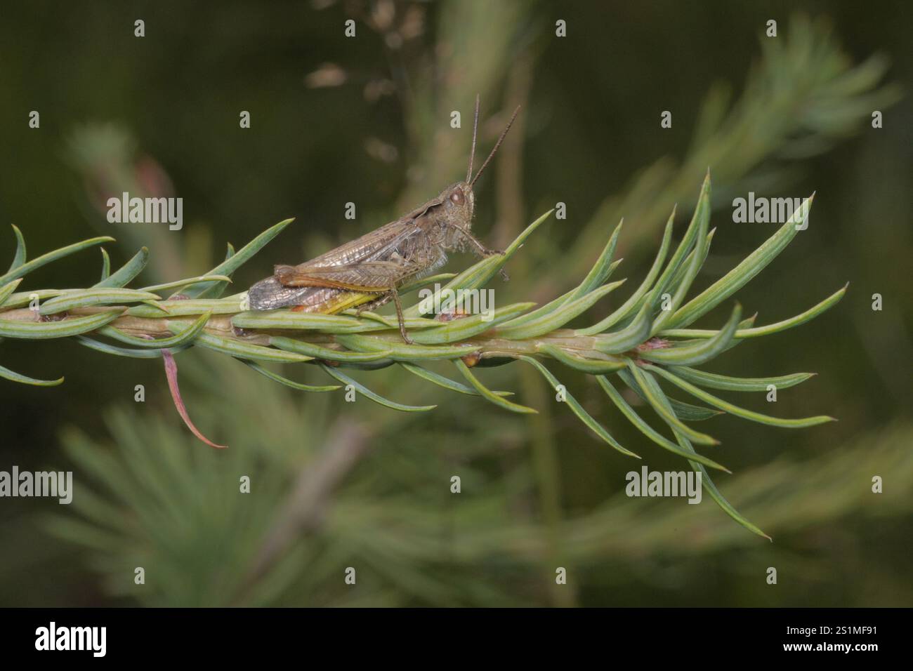 Bow-winged Grasshopper (Chorthippus biguttulus Stock Photo - Alamy