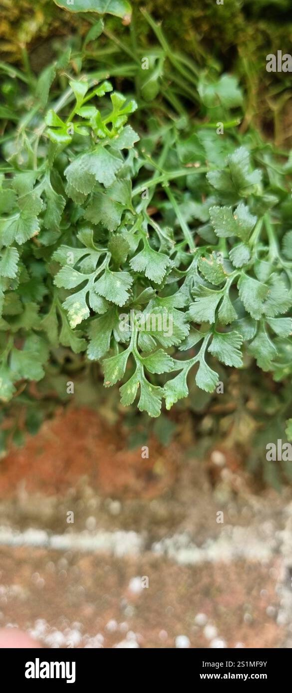 wall-rue (Asplenium ruta-muraria Stock Photo - Alamy