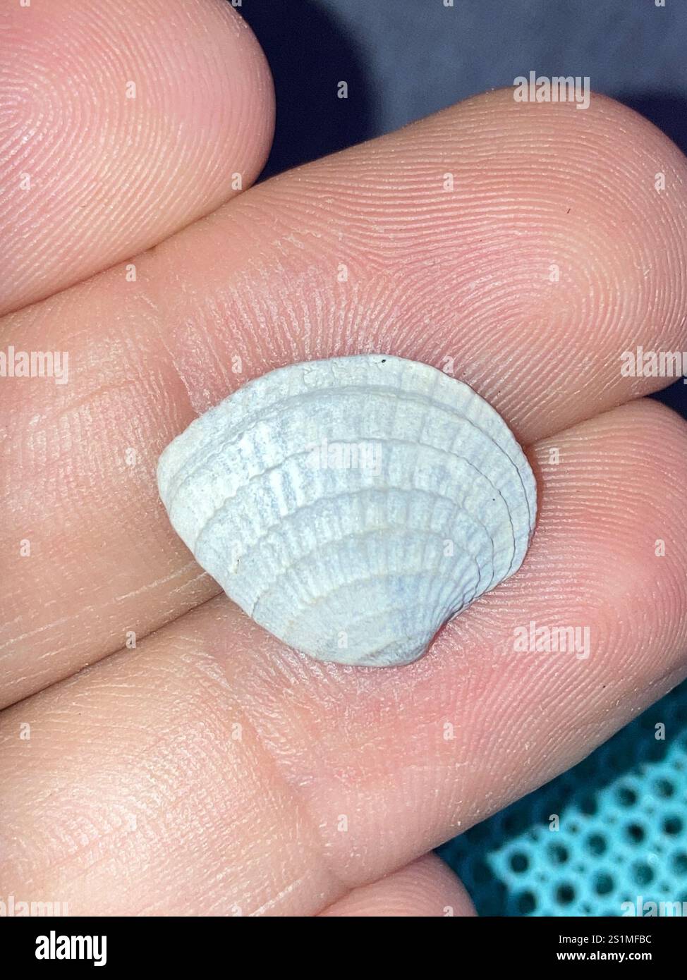 Cross-barred Venus (Chione elevata Stock Photo - Alamy