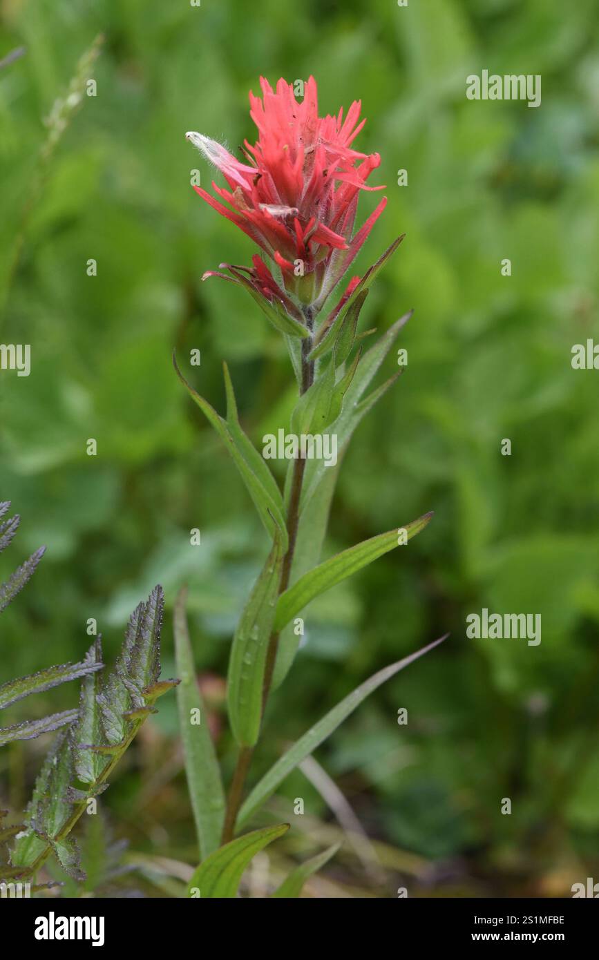 giant red Indian paintbrush (Castilleja miniata Stock Photo - Alamy